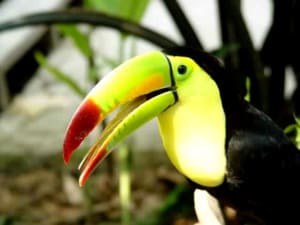 El ZooMat, Chiapas. Una selva sin salir de la ciudad | El Souvenir