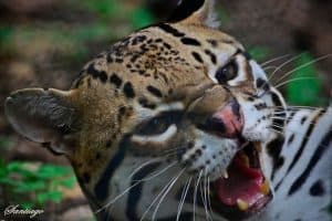 El ZooMat, Chiapas. Una selva sin salir de la ciudad | El Souvenir