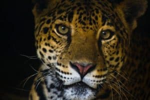 El ZooMat, Chiapas. Una selva sin salir de la ciudad | El Souvenir