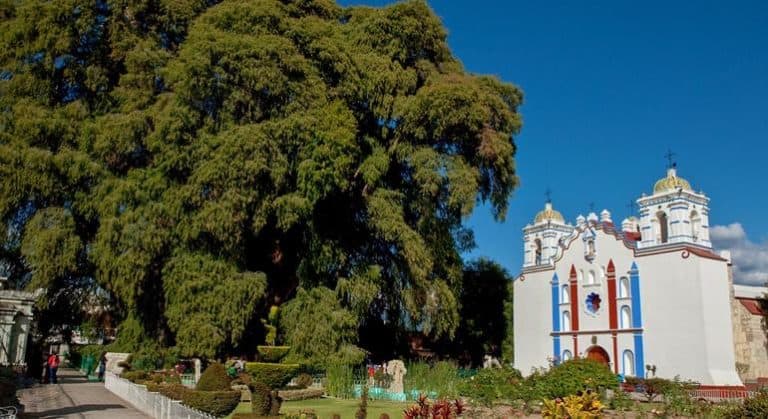 El tule, un sabino muy sabio | El Souvenir