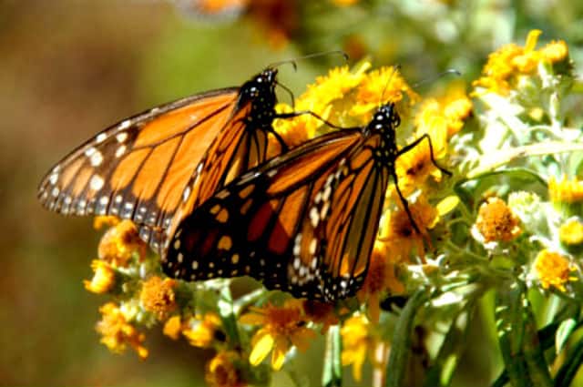 El Extraordinario fenómeno de la Mariposa Monarca | El Souvenir