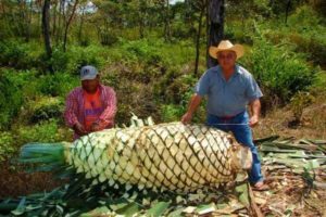 La Raicilla ¡Otra sorpresa de Jalisco! | El Souvenir