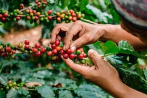 Café pluma, el sabor de Oaxaca