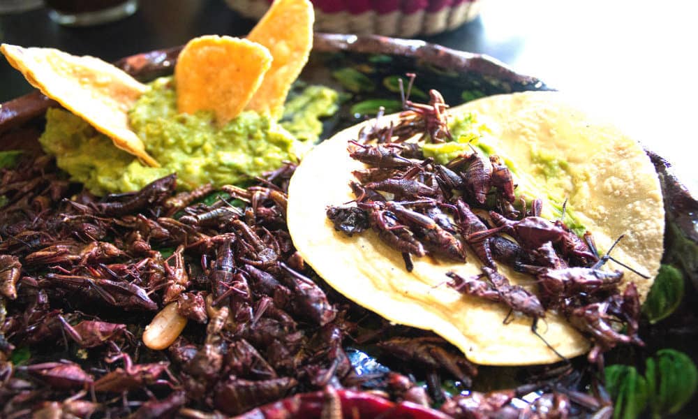 Los chapulines, un gran platillo de la gastronomía mexicana / ElSouvenir