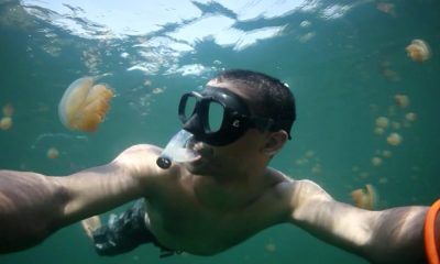 Nadar con medusas en Palaos ¿te atreves? ¡Es toda una aventura!