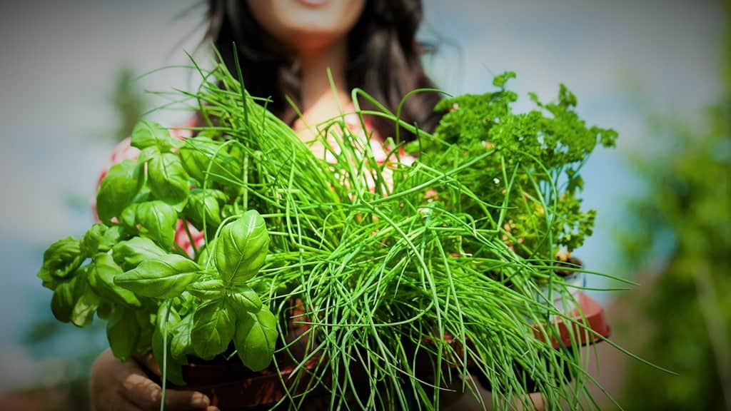 ¿Cuáles son las hierbas más utilizadas en las cocinas de México?