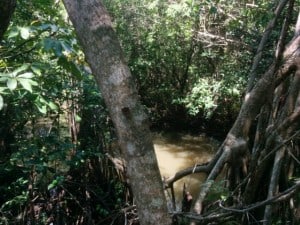 8 razones para hacer tu Recorrido por los pantanos de Centla en Tabasco