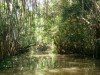 8 razones para hacer tu Recorrido por los pantanos de Centla en Tabasco