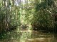 8 razones para hacer tu Recorrido por los pantanos de Centla en Tabasco