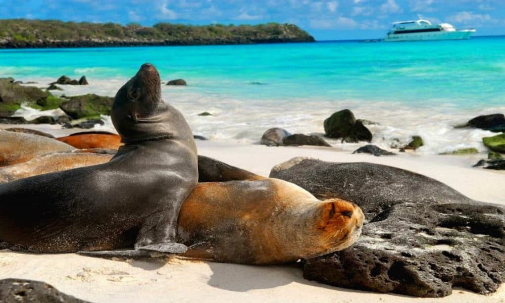 Leones marinos en los Galápagos: una especie divertidísima | El Souvenir