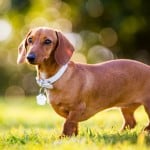 Tindog, el Tinder de los perros