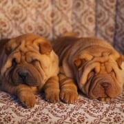 Tindog, el Tinder de los perros