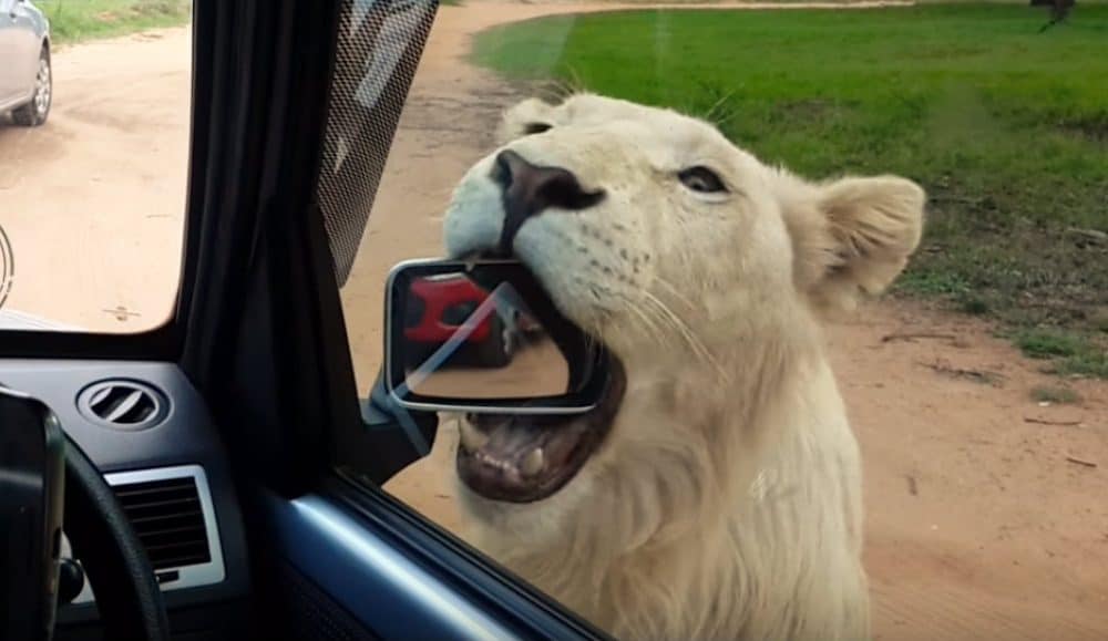 Video león intenta comerse automóvil ¡Impresionante! | El Souvenir