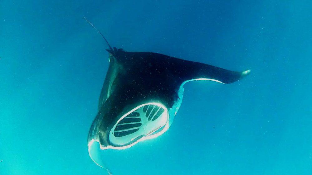 Video: En busca de la Mantarraya Diablo Gigante