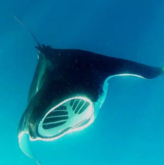 México | El Souvenir