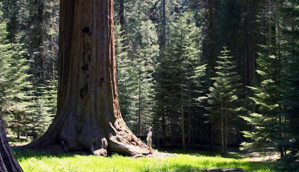 Secuoyas, su hermoso parque y la tierra de gigantes