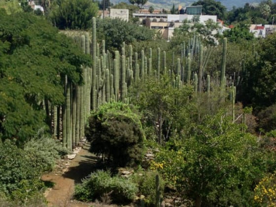 Plantas exóticas en Jardín Etnobotánico de Oaxaca