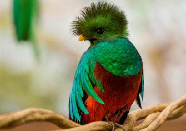 Descubriendo la belleza del Quetzal