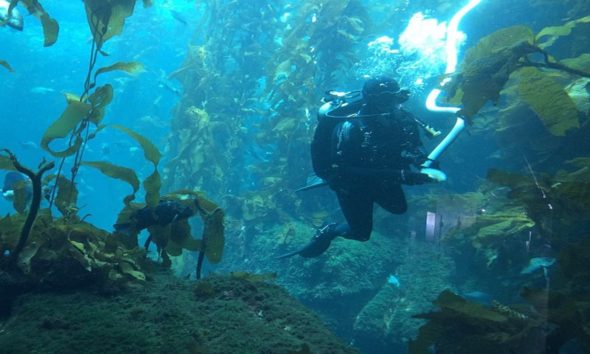 ¿Te atreverías bucear en un pantano? En Gales es toda competencia