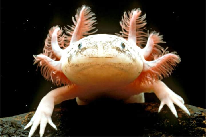 ajolote | El Souvenir