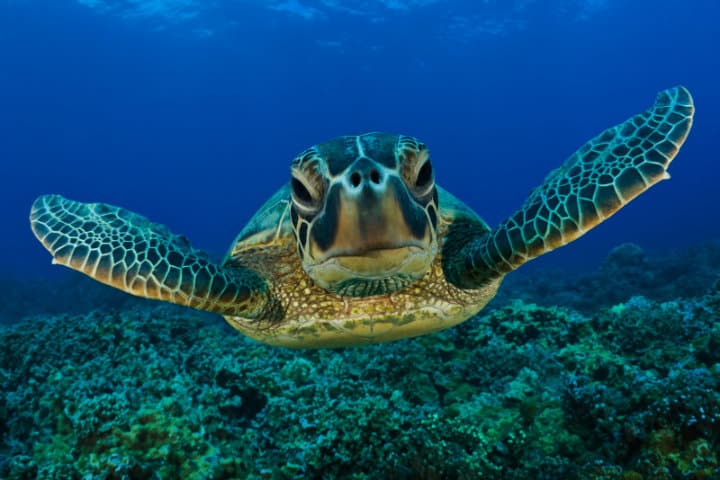 tortuga_caguama | El Souvenir