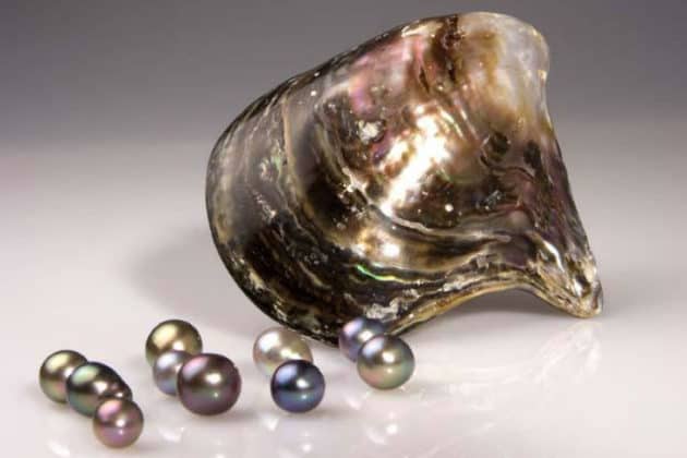 Granjas de perlas en Sonora, las joyas del Mar de Cortés