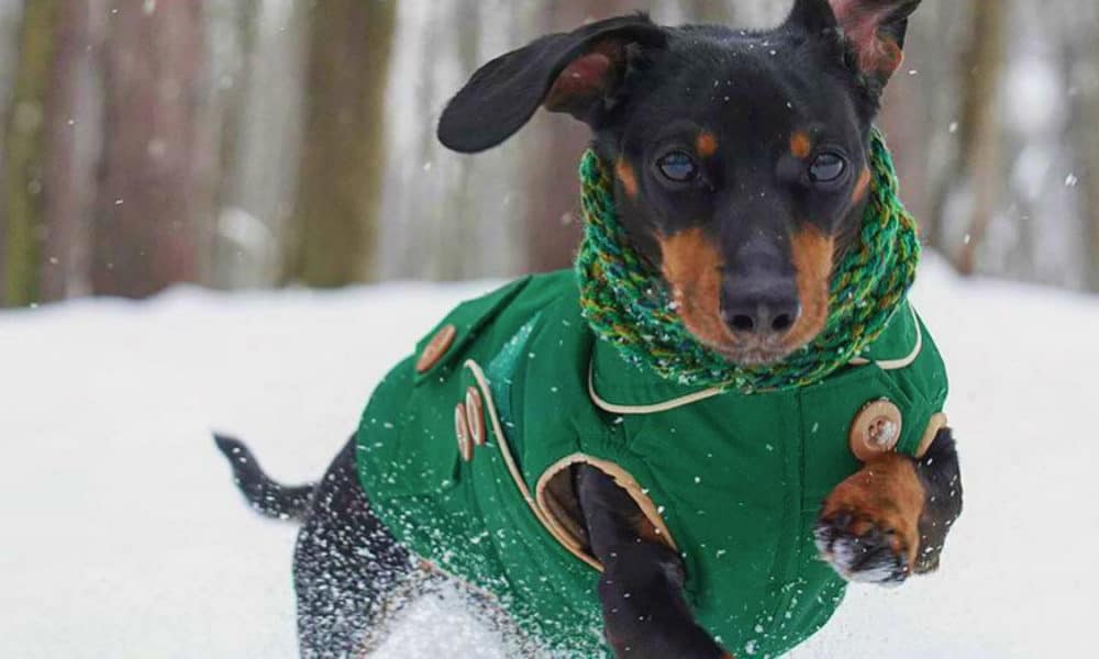 Video: Conoce a Crusoe, el perro esquiador más famoso