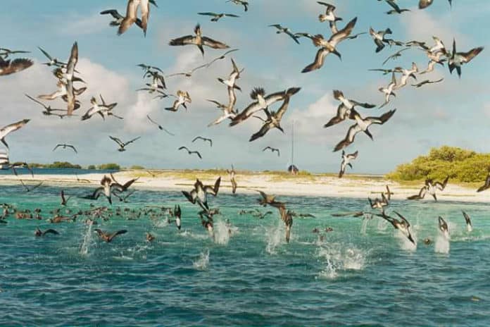 Aves en Isla Contoy: Birdwatching | El Souvenir