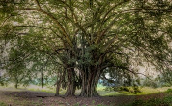 Souvenir | El Souvenir