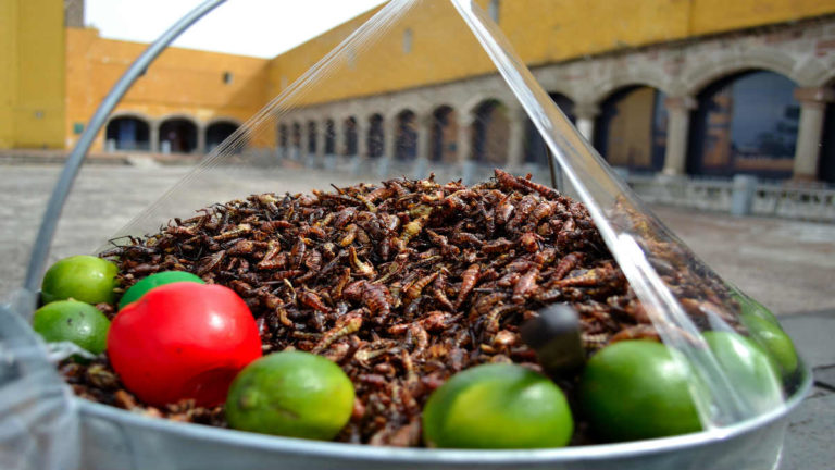 Chapulines: un manjar de la gastronomía mexicana | El Souvenir