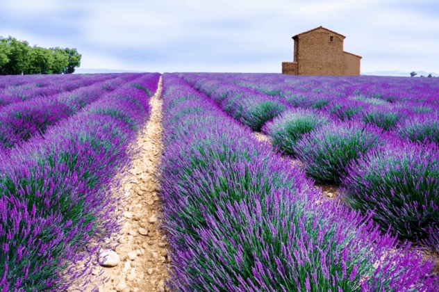 ¿Qué hacer en la Provenza francesa? Aquí te lo contamos | El Souvenir