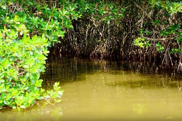 Viaje a la laguna de Mandinga en Veracruz ¡Vamos! | El Souvenir