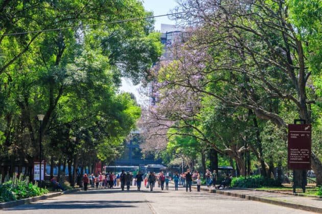 7 bosques dentro la CDMX para liberar el estrés | El Souvenir