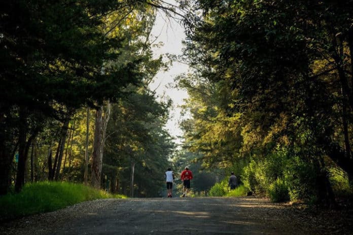 7 bosques dentro la CDMX para liberar el estrés | El Souvenir