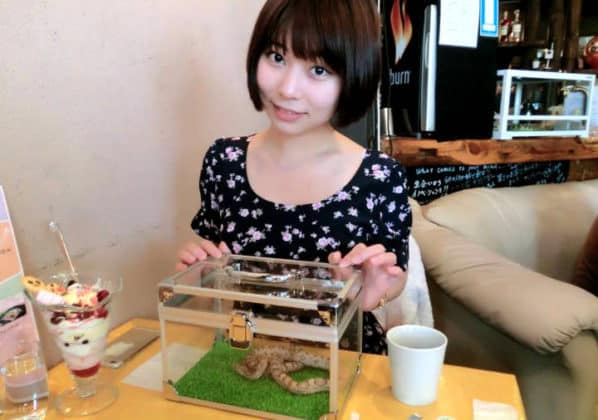 Restaurante para Acariciar Serpientes se abre en Japón | El Souvenir