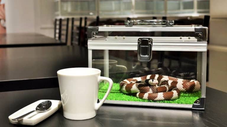 Restaurante para Acariciar Serpientes se abre en Japón | El Souvenir