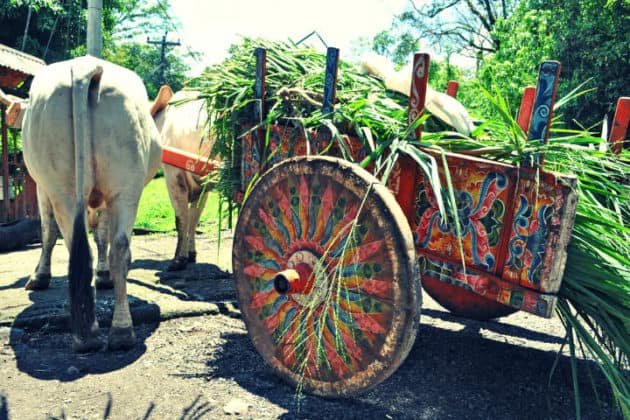 ¿Cómo son las carretas costa rica? ¡Están hermosas! | El Souvenir