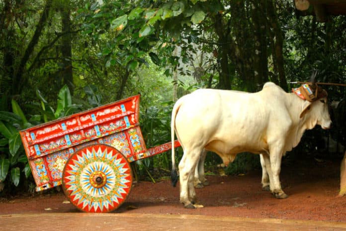 ¿Cómo son las carretas costa rica? ¡Están hermosas! | El Souvenir
