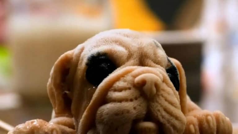 Helado en forma de perro en Taiwán ¿Por qué a nadie se le ocurrió antes?