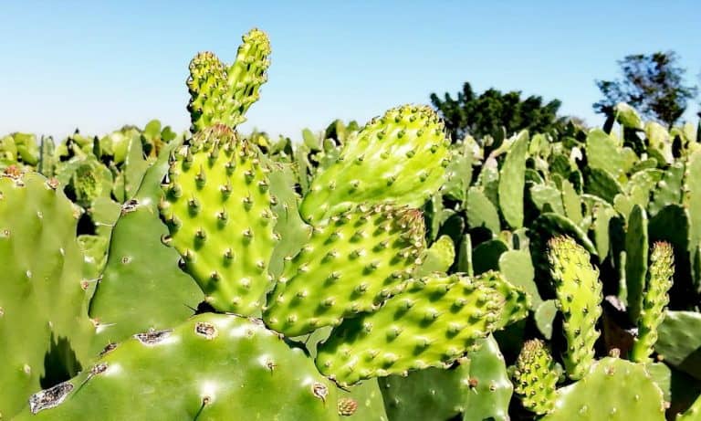 Circuito del Nopal, el secreto mejor guardado de Guanajuato | El Souvenir