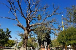 Cócorit el Pueblo de las Aves, merece ser Pueblo Mágico ¡ya! | El Souvenir