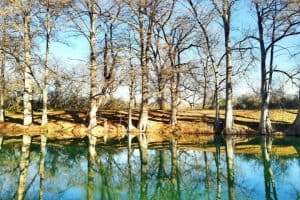 Majestuoso Río Sabinas, el hogar de cientos de aves | El Souvenir