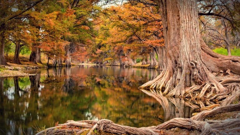 Majestuoso Río Sabinas, el hogar de cientos de aves | El Souvenir