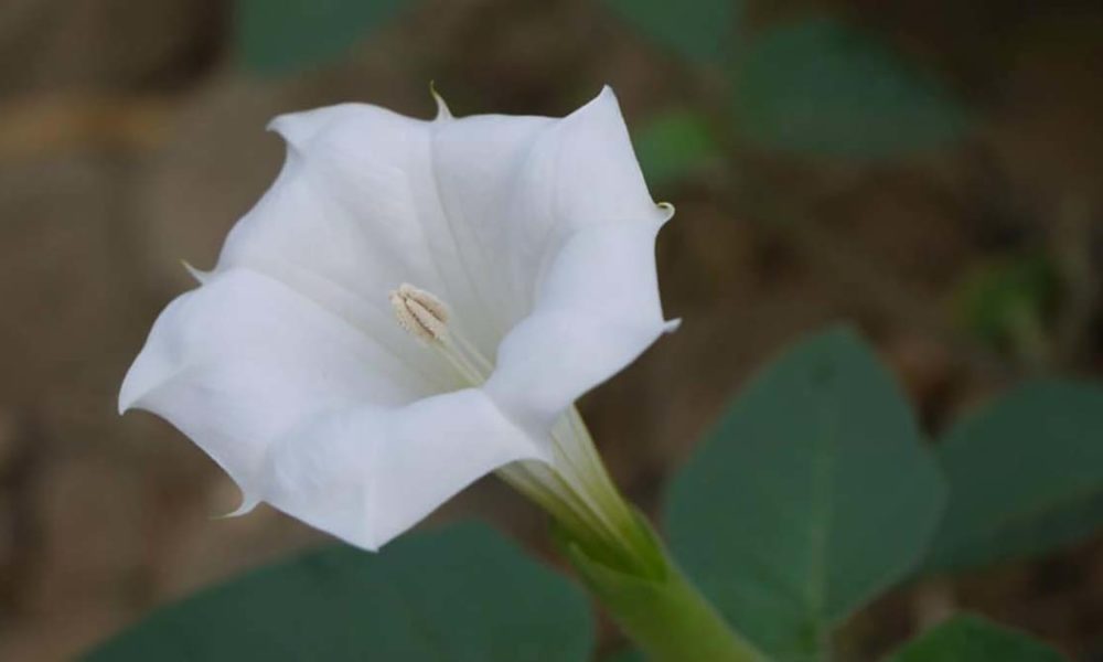 ¿Te dieron toloache? La planta del amor ¡Conócela! | El Souvenir
