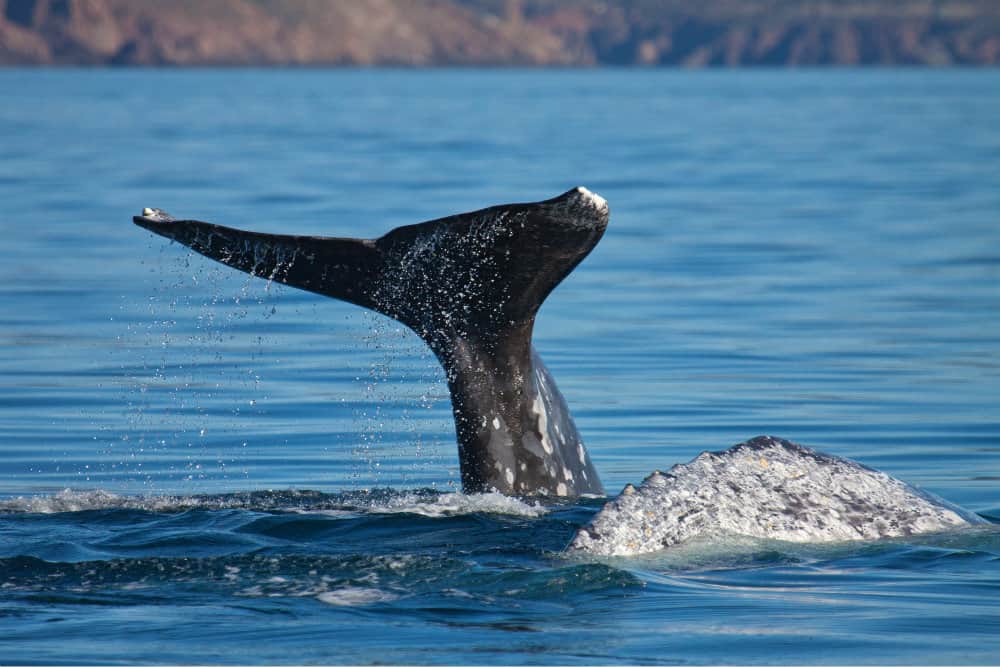 Disfruta del avistamiento de la Ballena Gris en Ensenada | El Souvenir