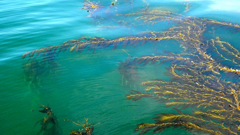 Todo lo que necesitas saber del sargazo ¡Entérate! | El Souvenir