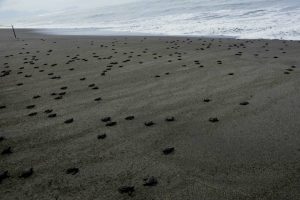 Las 7 razones por las que vacacionar en Tecomán, Colima | El Souvenir