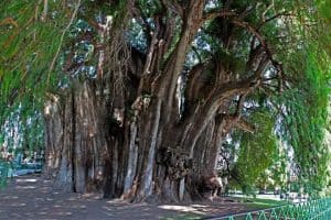 Primavera en México, árboles que la engalanan | El Souvenir