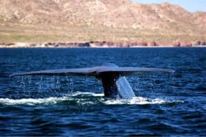 Visita la hermosa playa de Juncalito: una belleza de Baja California ...