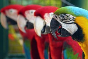 El zoológico de Río de Janeiro, ¡Deja a los animales en libertad!